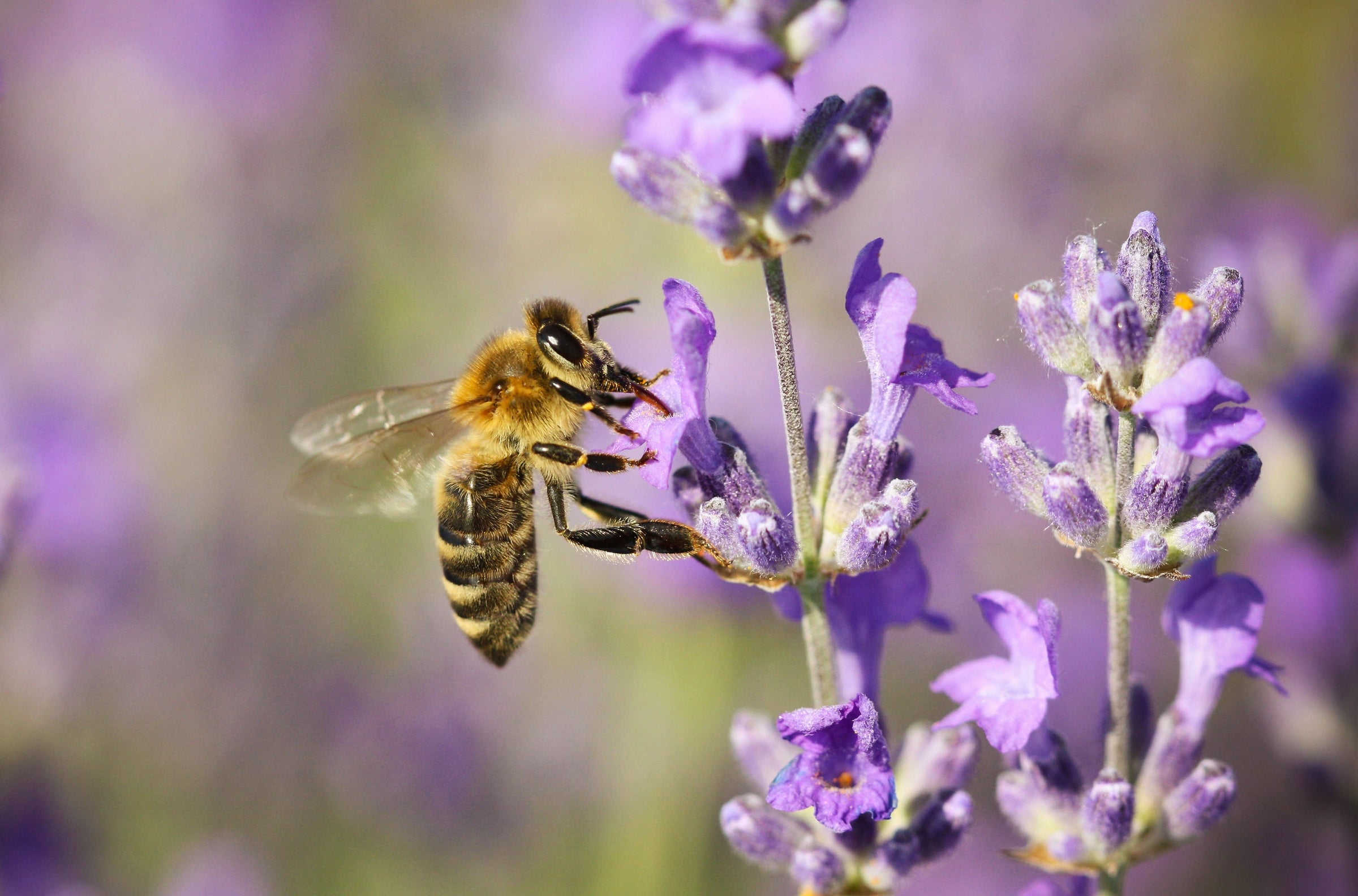 St Albans Honey